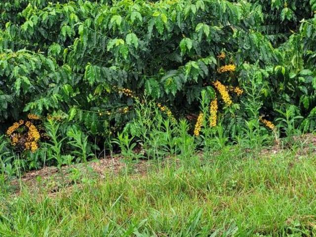 Fazenda de café, na região de Capitólio 207 hectares Altitude acima de 900, com 400 mil pés de c