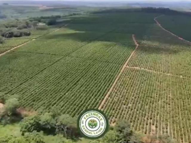 Fazenda de Café – Região de Monte Belo MG