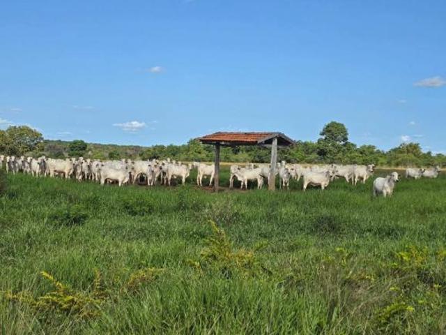 FAZENDA DE DUPLA APTIDÃO À VENDA – 1.119 ALQUEIRES EM NOVO MUNDO GO