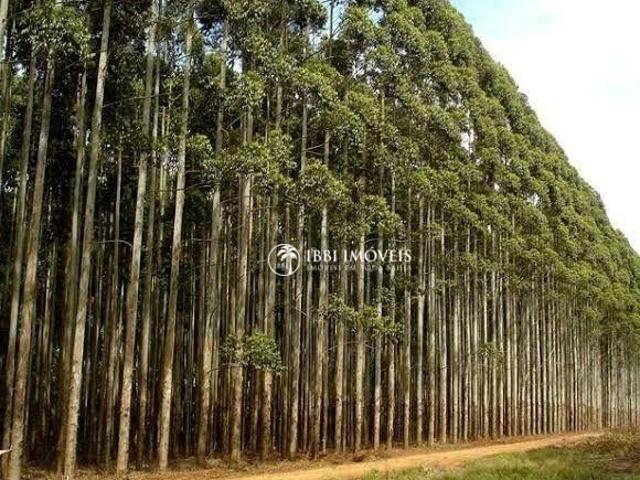 Fazenda de eucalipto 2017 DOIS MIL E DEZESSETE HECTARES