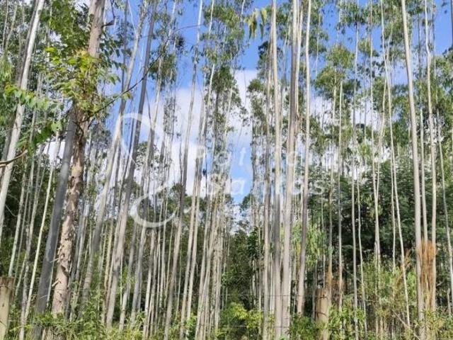 Fazenda de eucalipto à venda em Silveiras SP: 330,00 alqueires, oportunidade única!