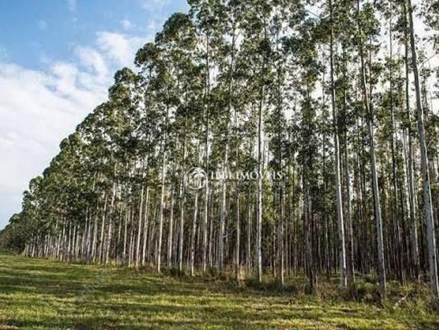 Fazenda de Eucalipto perto porto Seguro