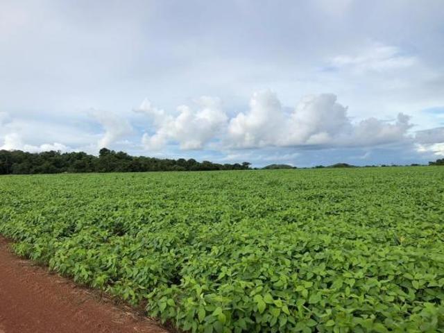 FAZENDA DE LAVOURA EM CONFRESA MT