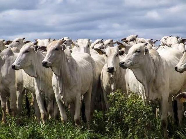 Fazenda de Pecuária com 70 Mil Cabeças de Gado