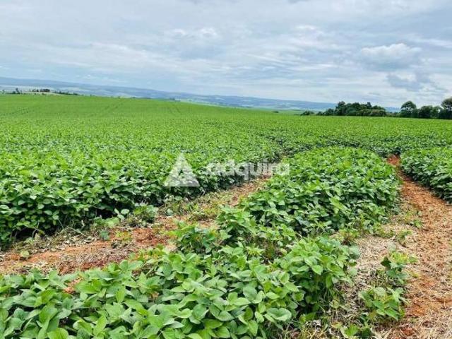 Fazenda de plantação à venda, rodovia, Ponta Grossa, PR