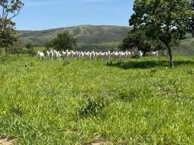 Fazenda de 168 alqueires goianos. 813 hectares