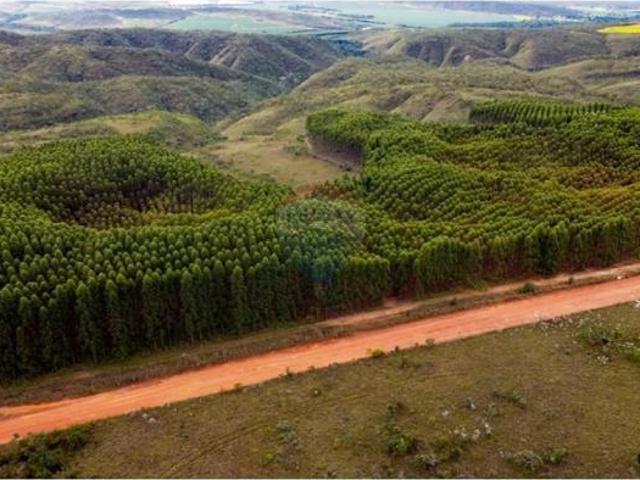 Fazenda de 195 hectares, com Eucaliptos