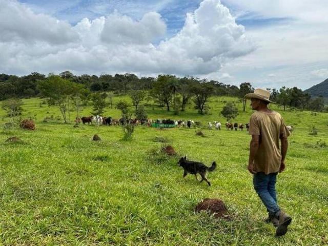 Fazenda de 112 Hectares à Venda em Carmópolis de Minas MG