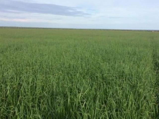 FAZENDA DE 1.032 HECTARES EM BONITO DE MINAS MG