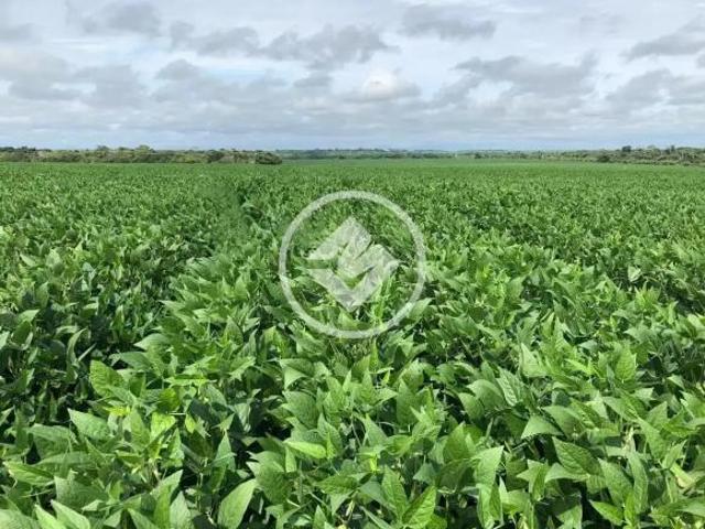 Fazenda de 1.659ha para agricultura à venda em Tapurah MT