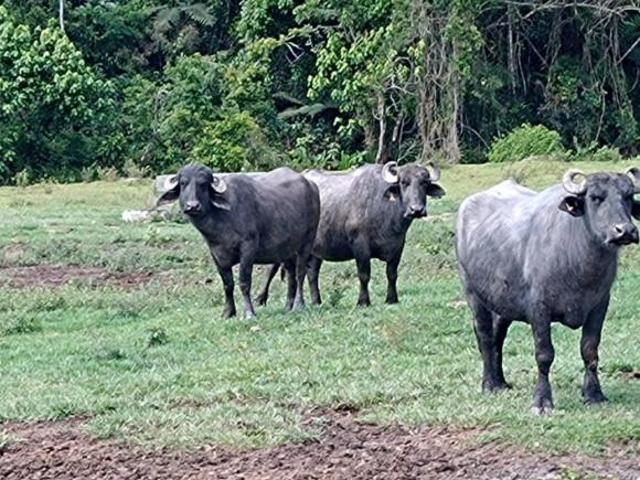 Fazenda de 240 hectares a venda em natividade da serra preparada para pecuária