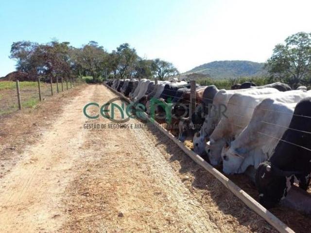 Fazenda de 240 Hectares em Sete Lagoas: Produtividade, Água Abundante e Estrutura Completa!