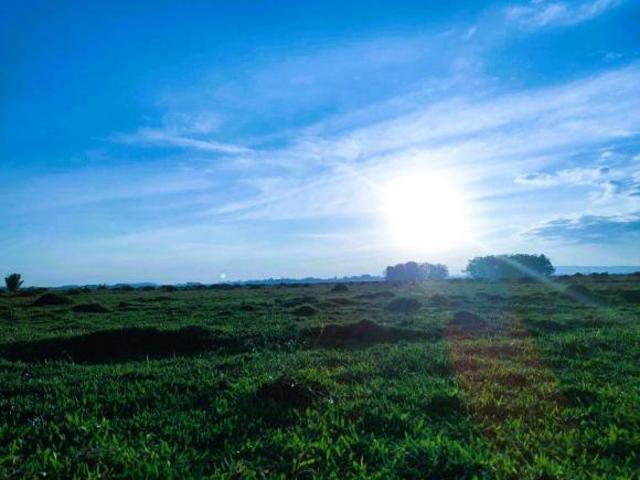 Fazenda de 208 ha em Glorinha RS Pecuária e Lavoura