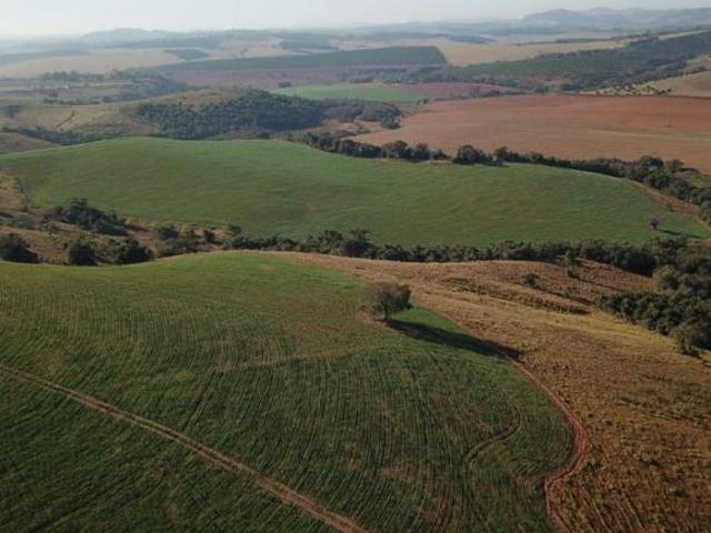 Fazenda de 34 alqueires 82 hectares, região de Botelhos_Planta Café