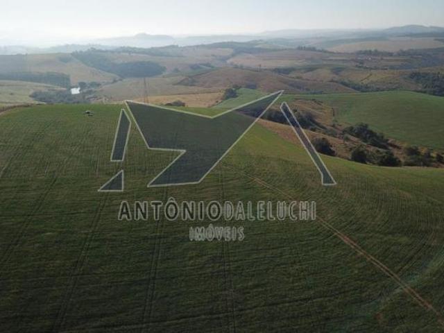 Fazenda de 34 alqueires 82 hectares, região de Botelhos_Planta Café