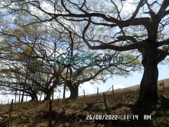 Fazenda de 44 ha Ótima para agricultura e Pronta para Leite