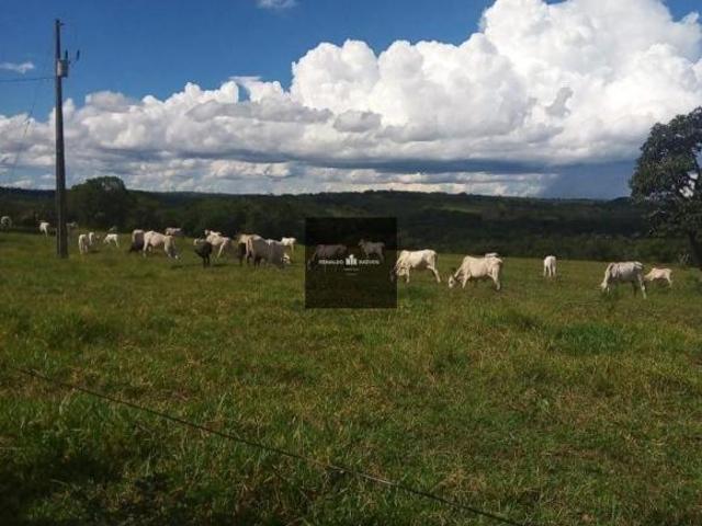 Fazenda de 403 Hectares em Camapua MS