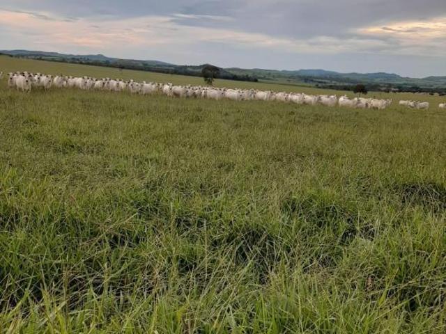 Fazenda de 430 alqueires goianos ou 2.080 hectares em Itapaci – GO 98150 8787