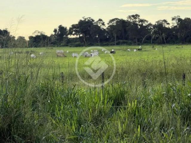 ​Fazenda de 512 Hectares em Poconé – Pronta para Pecuária e Lazer