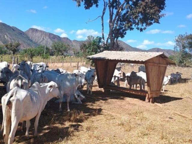 >FAZENDA DE 537 HA NA REGIÃO DE NIQUELÂNDIA GO