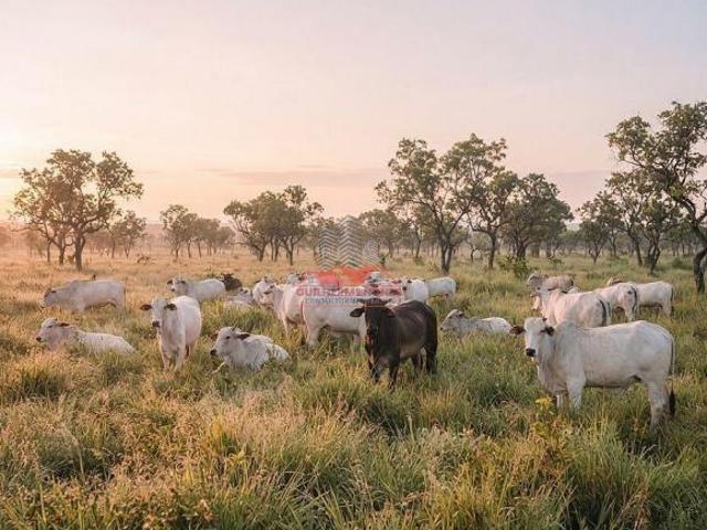 Fazenda de 5.000 ha em São Félix do Araguaia MT