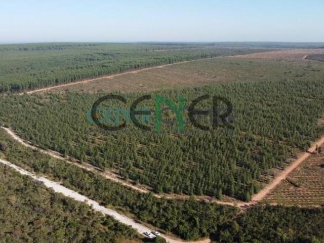 Fazenda de 600 ha toda Plana e Ótimo Local por apenas 1.400.000,00