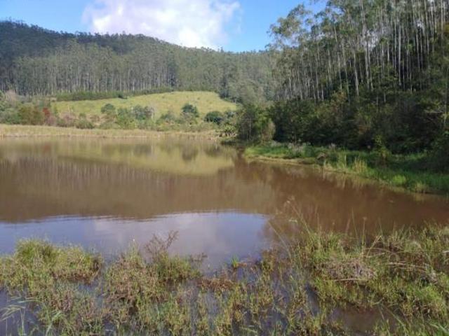 Fazenda de 61 Alqueires com 160 mil pés Eucalipto