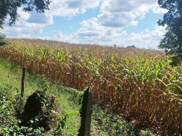 Fazenda de 700 Hectares com Luxo e Alta Produtividade no Sul de MG!