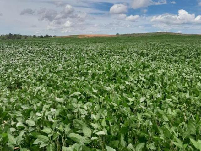 Fazenda Divisa GO/BA São Domingos 1287 hectares R$ 25.000 o hectare