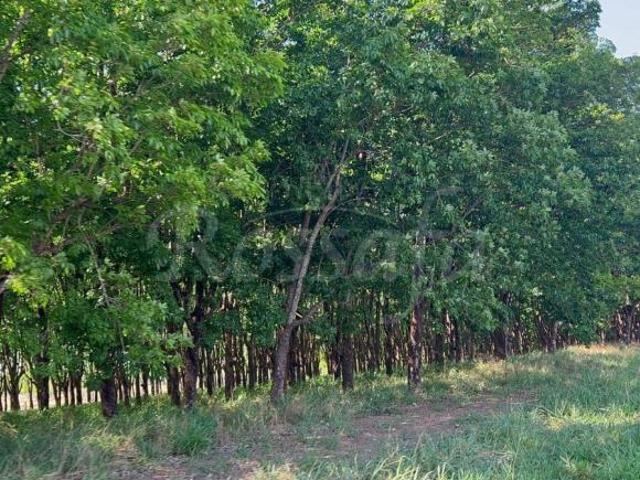 Fazenda em Mirandópolis/SP