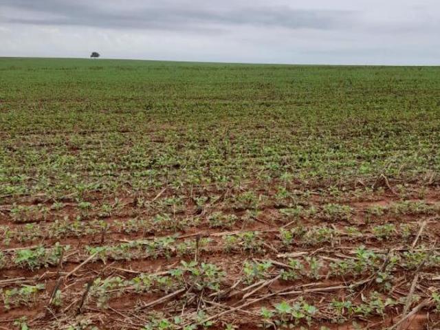 FAZENDA EM MONTE ALEGRE DE GOIÁS COM 6.280 HECTARES JÁ PLANTADA OPORTUNIDADES!