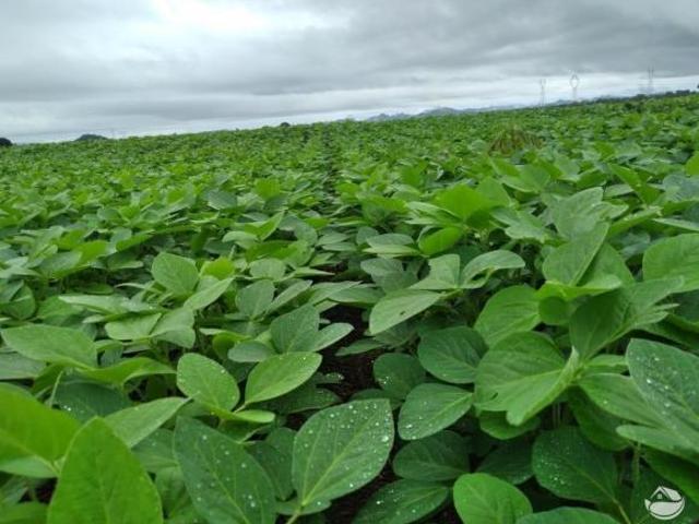 FAZENDA EM NIQUELÂNDIA/ GO EXCELENTE OPORTUNIDADE!
