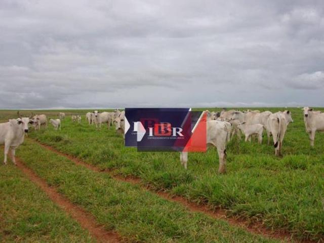 Fazenda em Amambaí MS