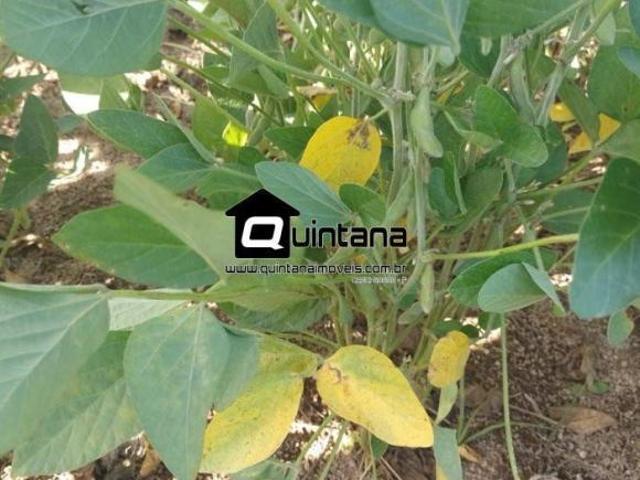 Fazenda em Arroio Grande 50 hectares