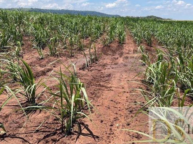 FAZENDA EM CANA À VENDA EM SANTA MARIA DA SERRA/SP: 143 alqueires de oportunidade imperdível!