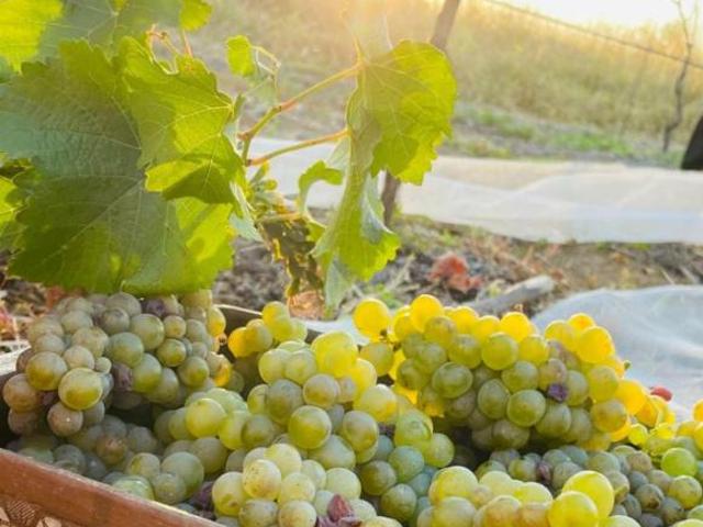 Fazenda em Cocalzinho de Goiás com Vinhedo