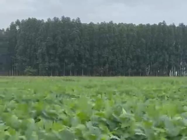 FAZENDA EM CRISTALINA GOIÁS COM 1.360 HALQUERES JÁ PLANTADA REPRESA 07 CASAS DE APOIO 98150 8787