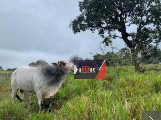 Fazenda em Dois Irmãos do Buriti MS