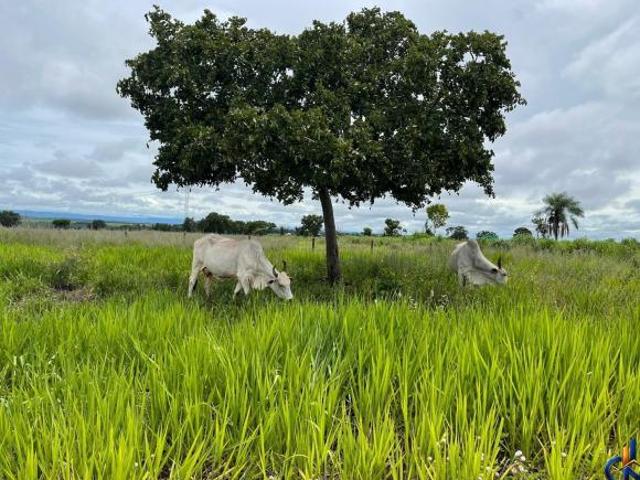 Fazenda em Jangada