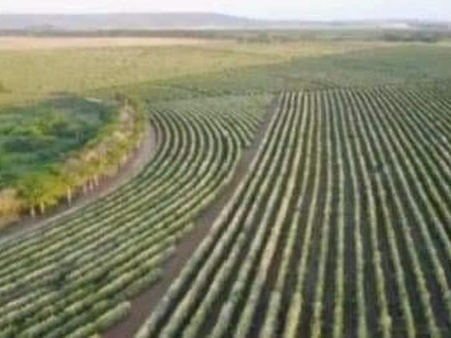 FAZENDA EM PATROCÍNIO EM MINAS GERAIS ÓTIMA PARA PLANTAÇÃO!