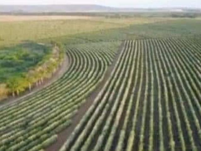 FAZENDA EM PATROCÍNIO EM MINAS GERAIS ÓTIMA PARA PLANTAÇÃO!