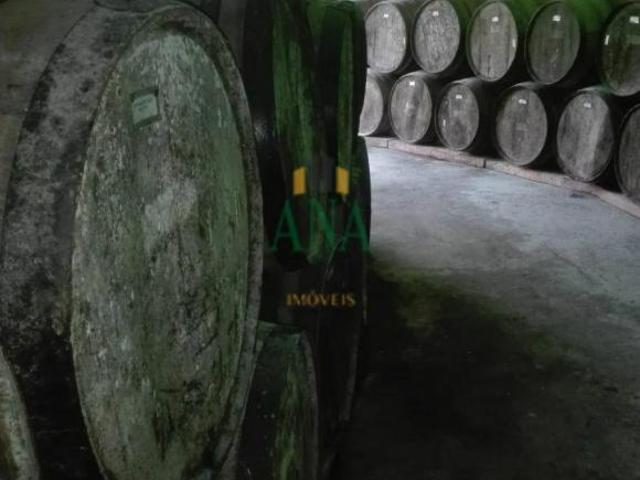 Fazenda em Pinus em São Miguel Arcanjo 545,59 hectares