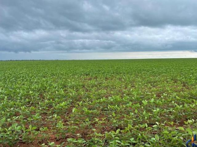 Fazenda em Querencia