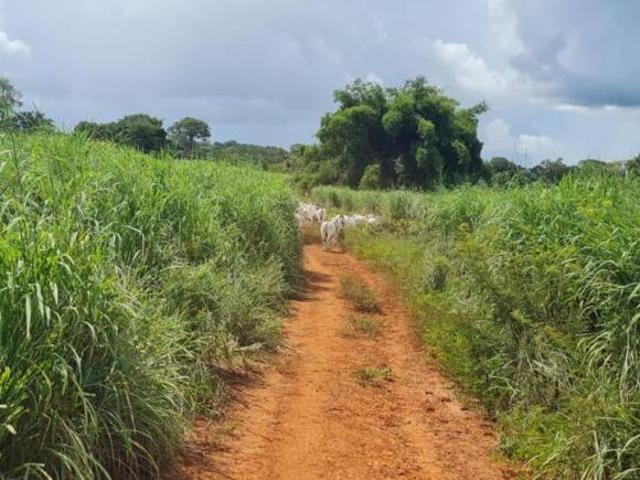 Fazenda em São Miguel do Araguaia, dupla aptidão