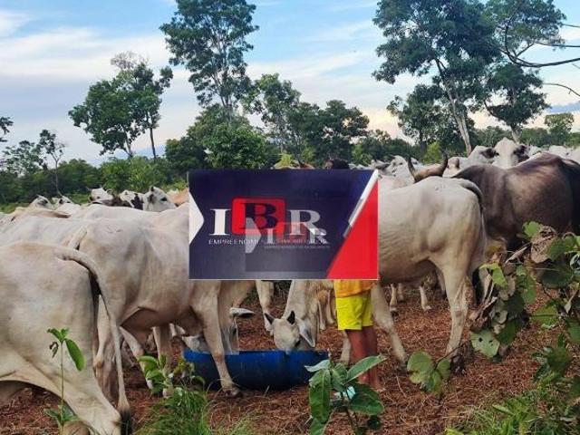 Fazenda em Serra Nova Dourada MT