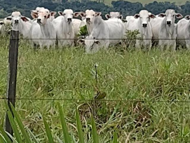 Fazenda em Serranópolis Go