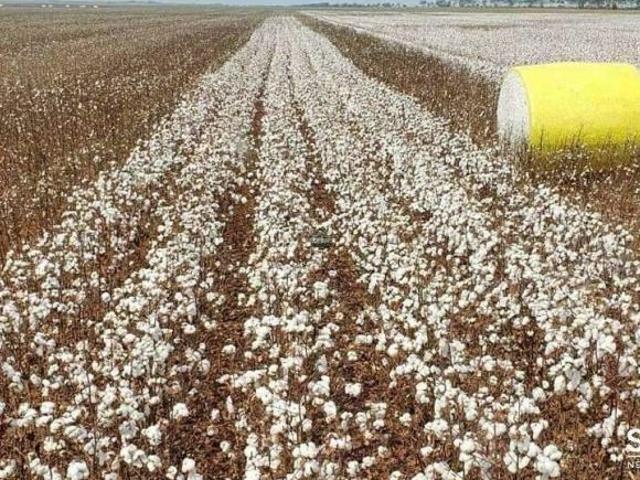 FAZENDA EM TANGARÁ DA SERRA MT