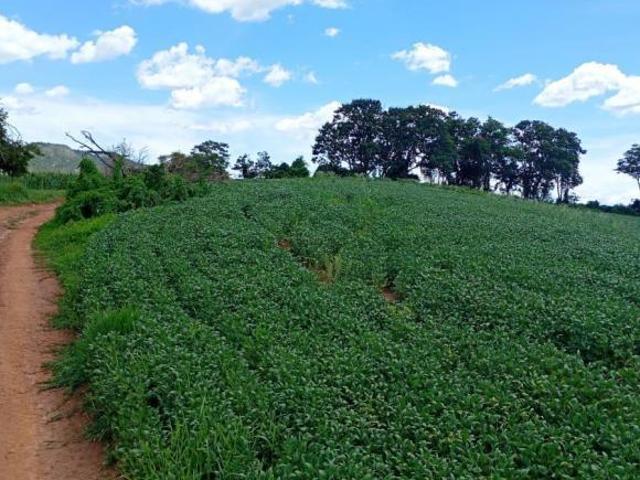 Fazenda, Fazenda de 106,17, Três Corações, MG