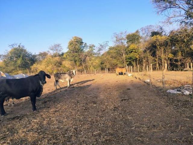 Fazenda, Fazenda de 421 Hectares, Várzea da Palma, MG