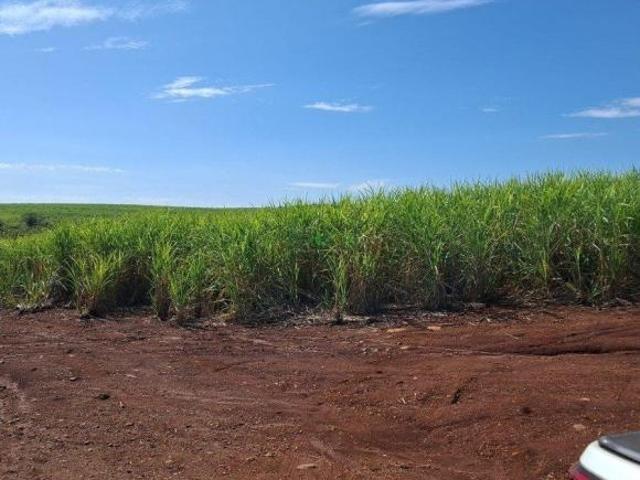 Fazenda | Fazenda Pouso Alegre | Porecatu